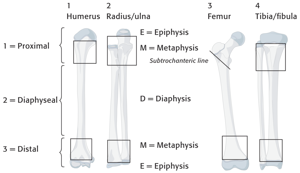 Frakturbehandlung - ein Leitfaden für die Praxis - pädiatrie schweiz