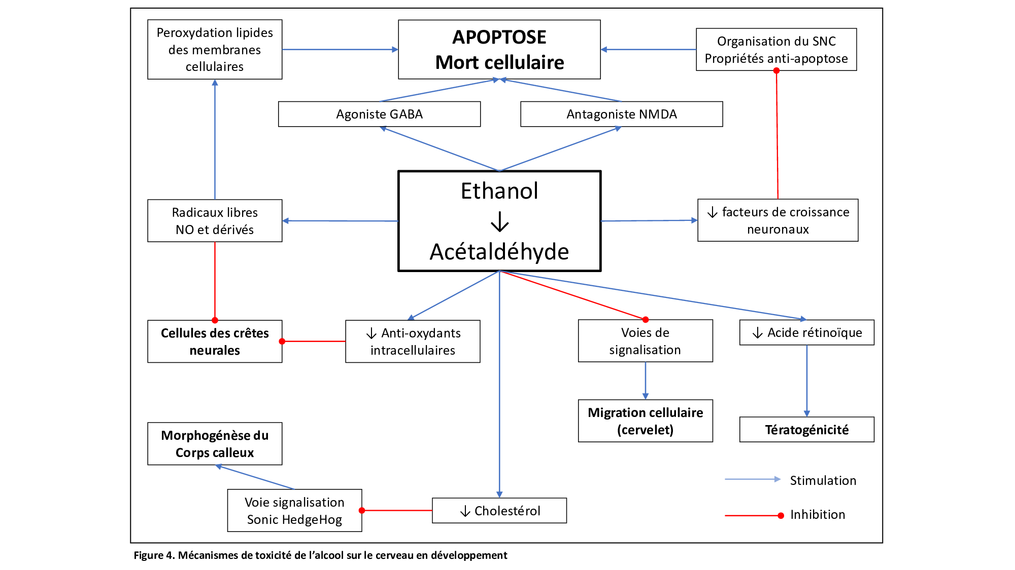 Le Syndrome foeto-alcoolique - pädiatrie schweiz